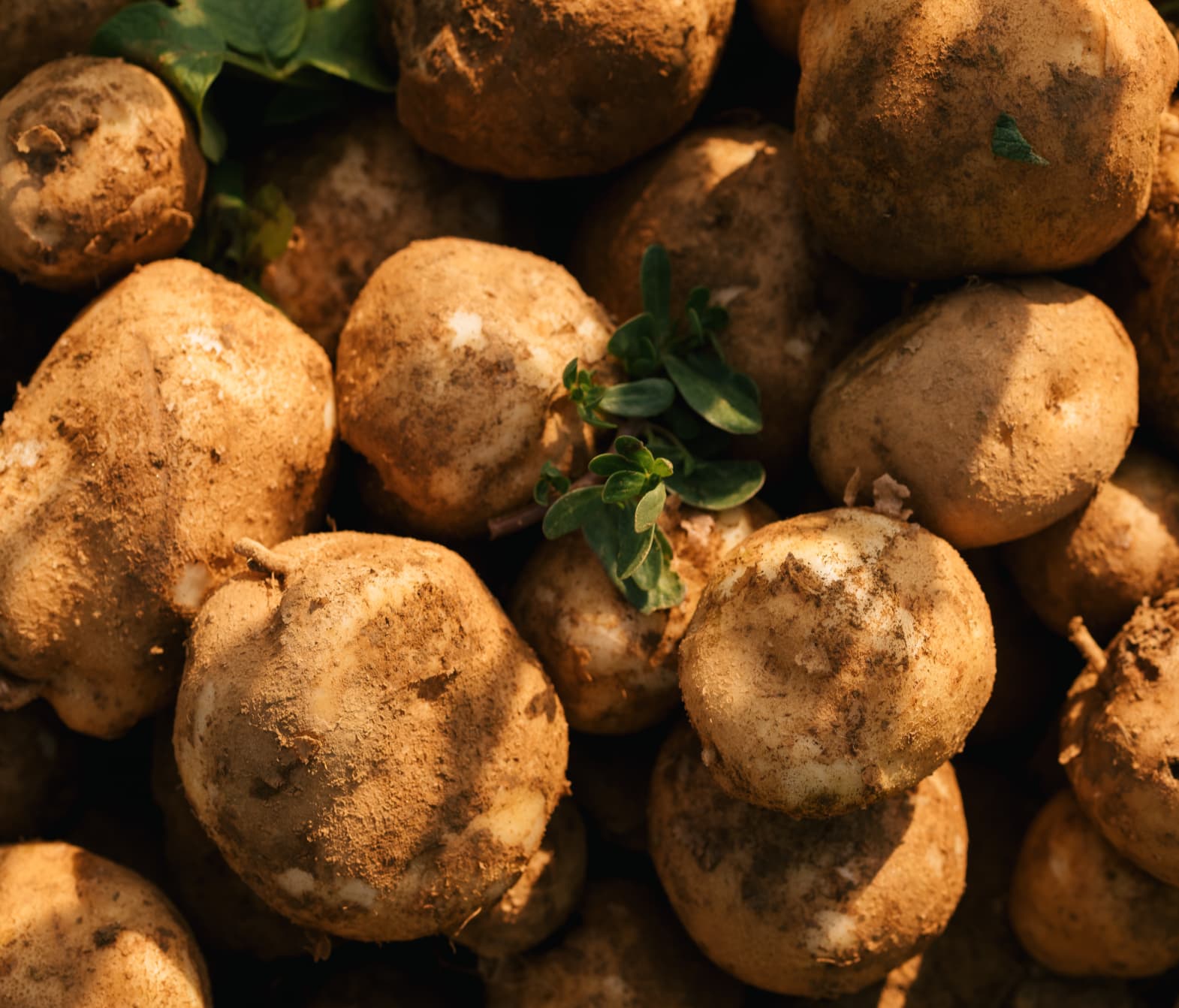 Chipping Potatoes - E. K. Bare & Sons, Inc.